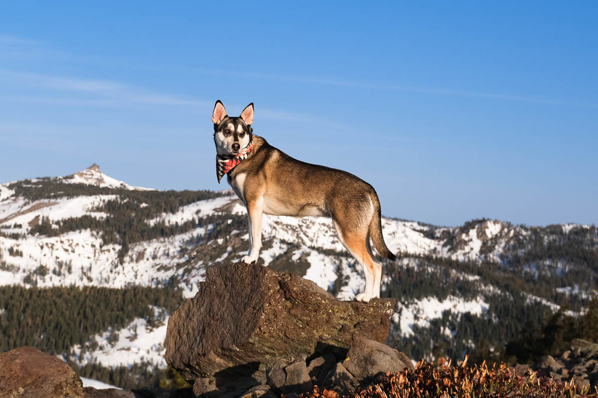 Winter Wanders – WanderDog Designs