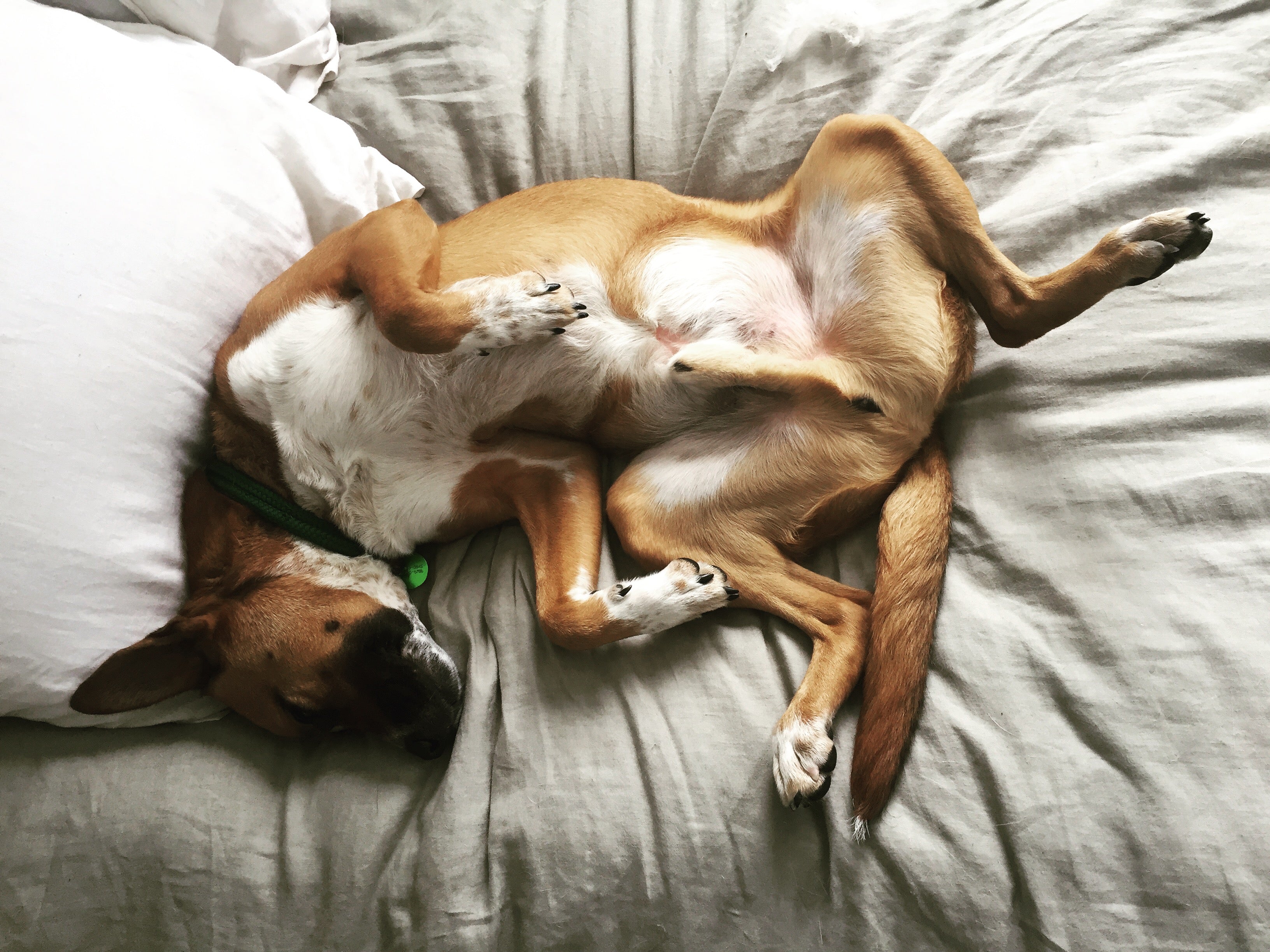 Six Fun Activities for Staying Home with your Dog – WanderDog Designs